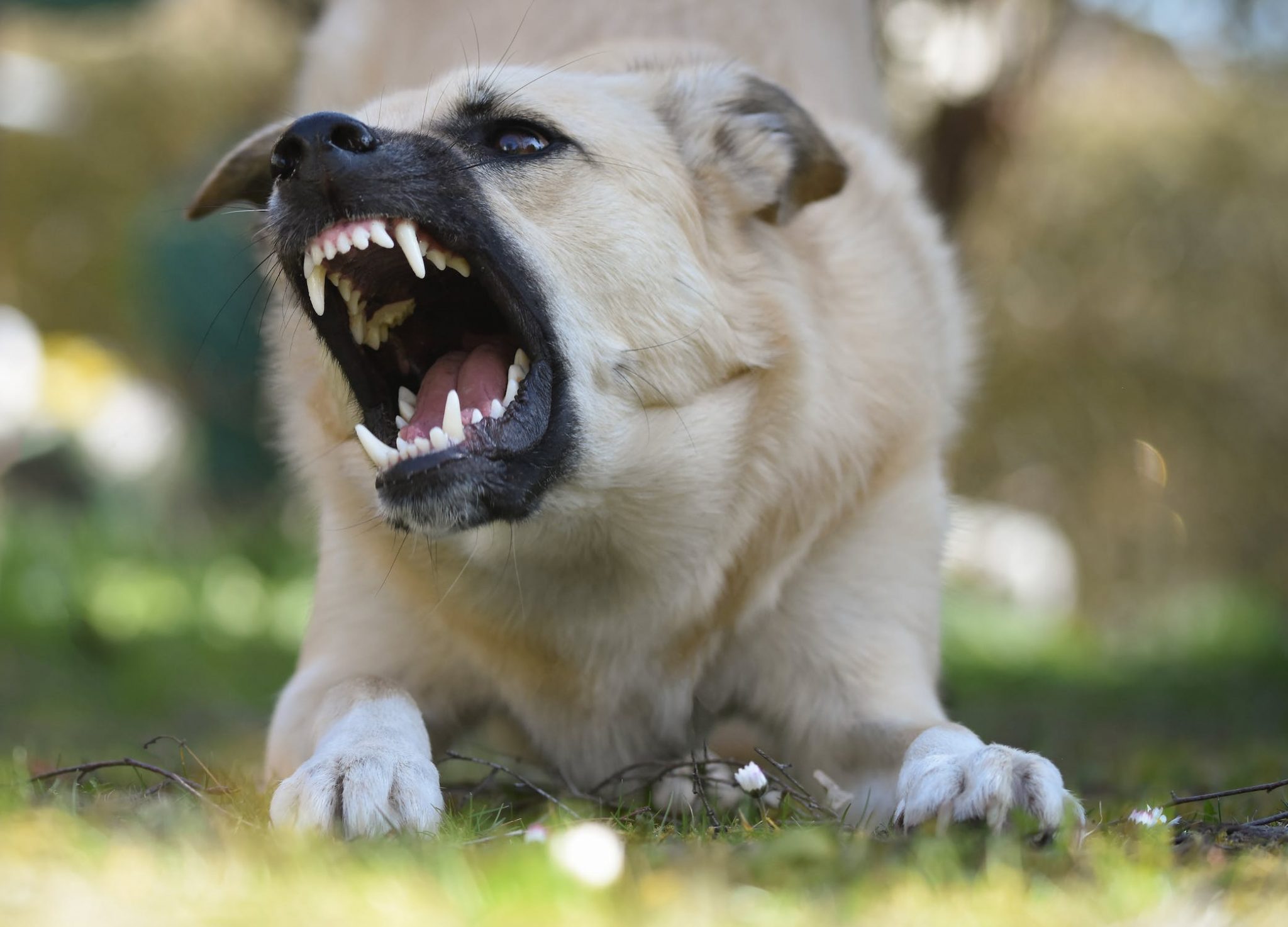 Hondsdolheid bij een hond - Anna Deen